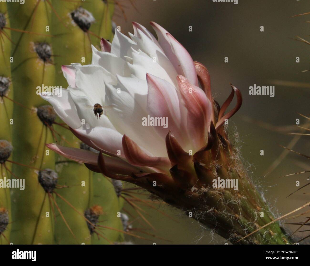 Pink flower honduras hi-res stock photography and images - Alamy