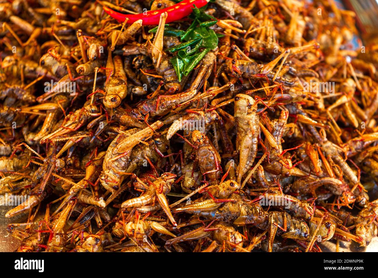 Asian food market. A counter with fried insects Stock Photo - Alamy
