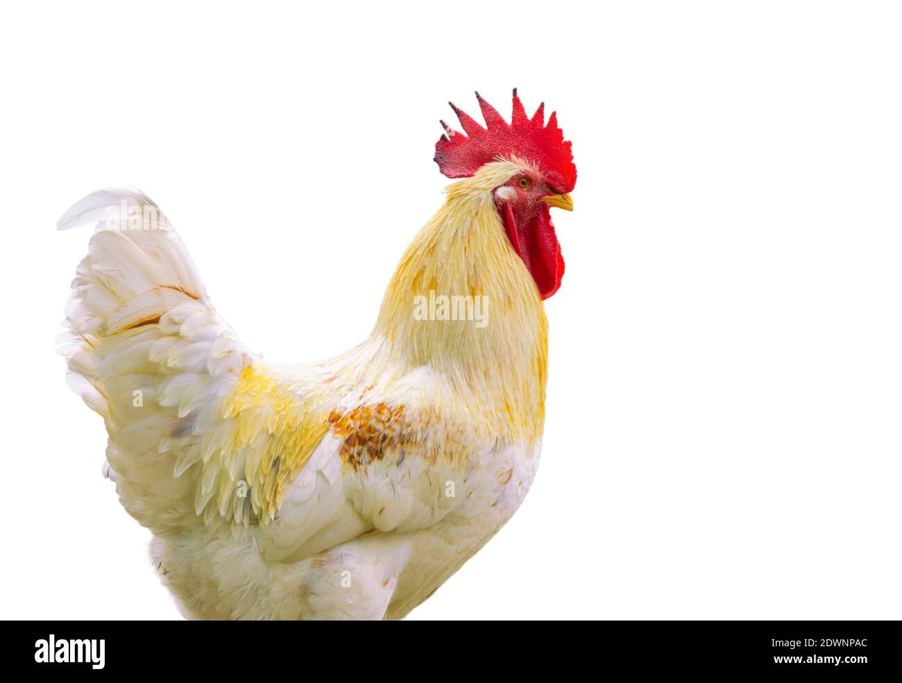Image of chicken isolated on white background. Farm Animals Stock Photo ...