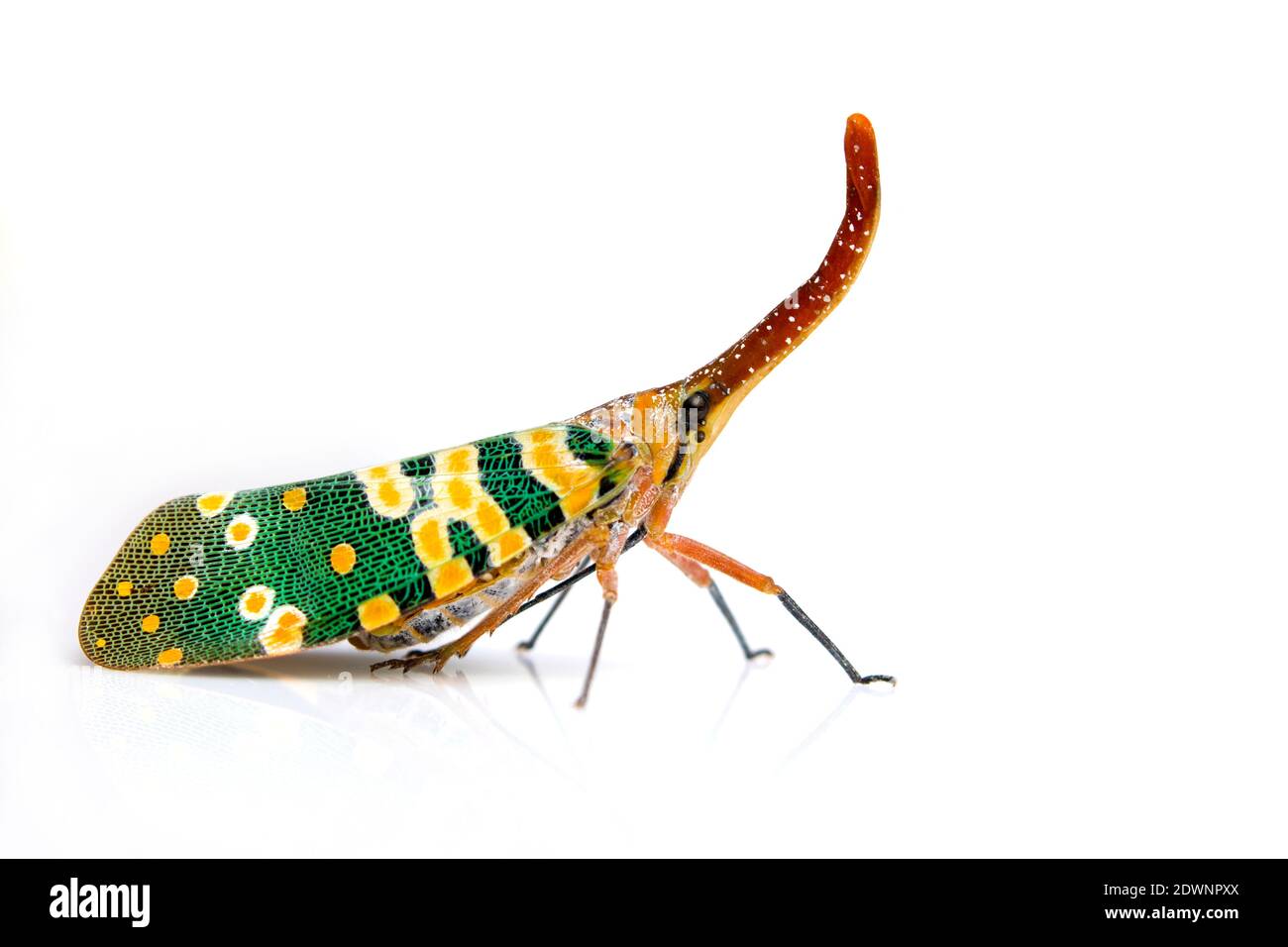 Image of Pyrops candelaria or lantern Fly on white background. Bug ...