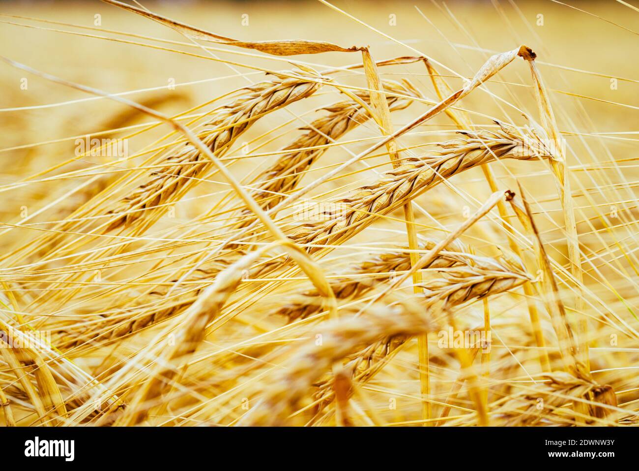 Agricultural field. Ripe ears of barley. The concept of a rich harvest ...