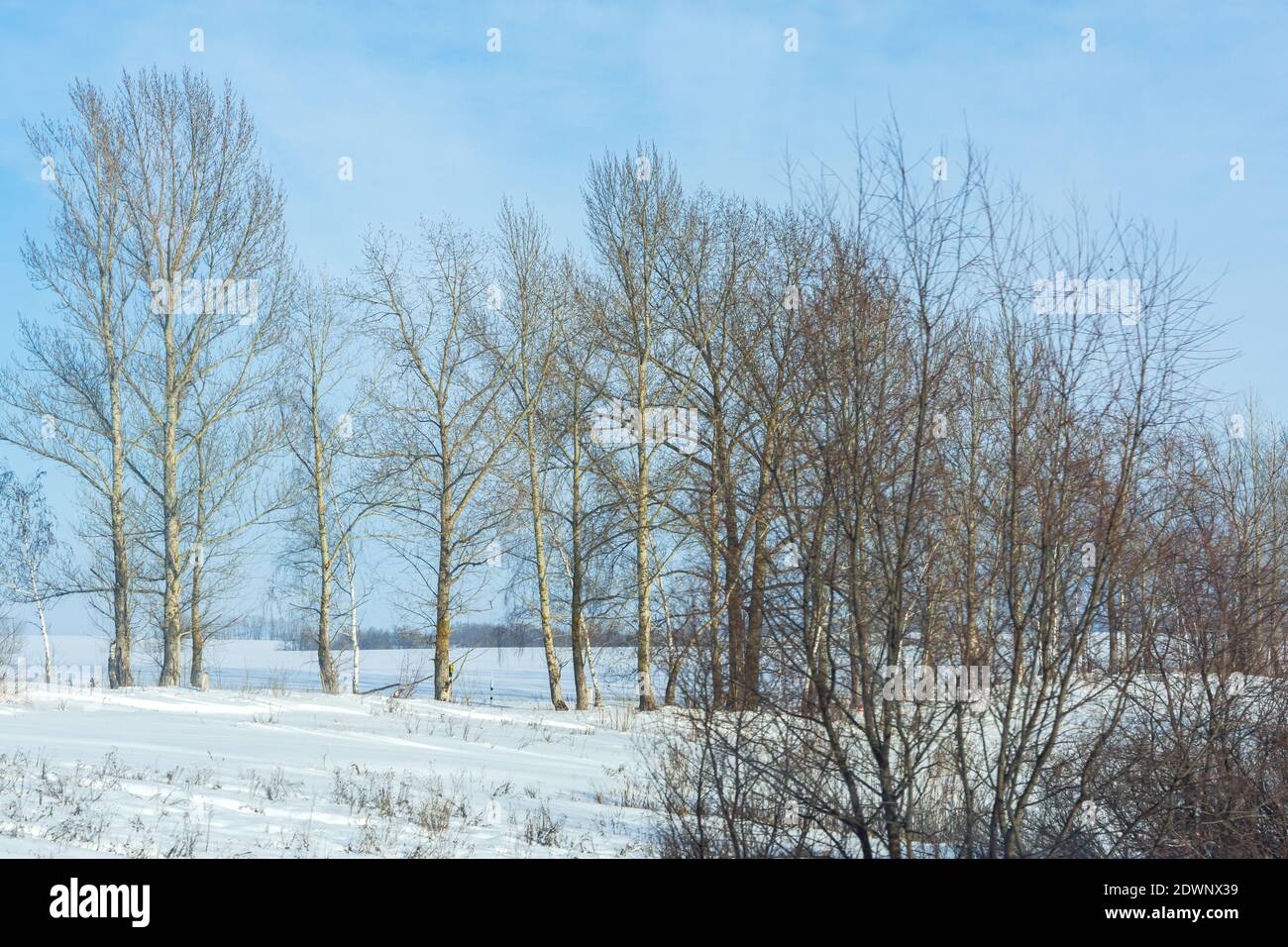 Winter landscape with field, trees and blue sky,long horizontal ...
