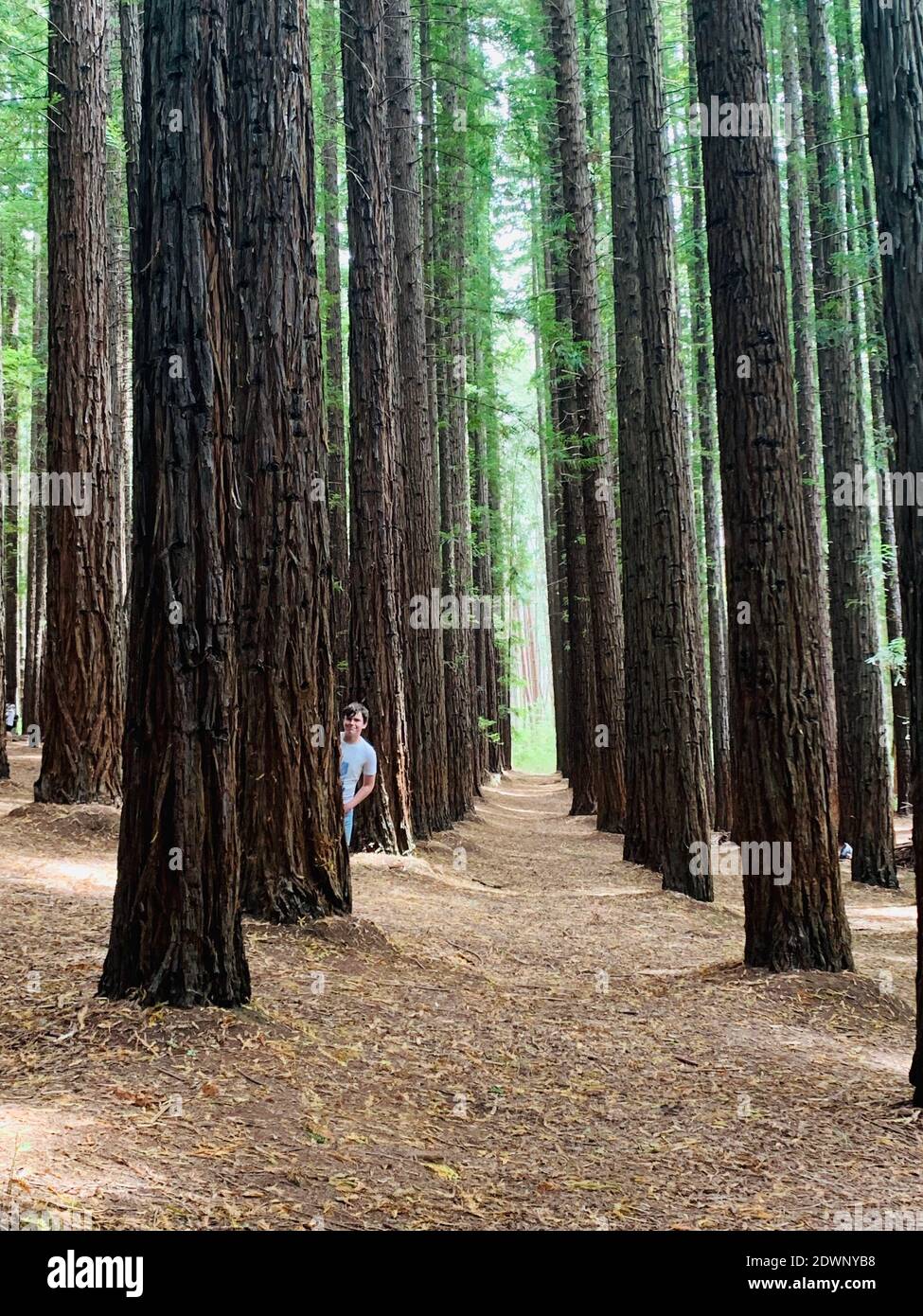 Boy hiding behind tree in hi-res stock photography and images - Alamy