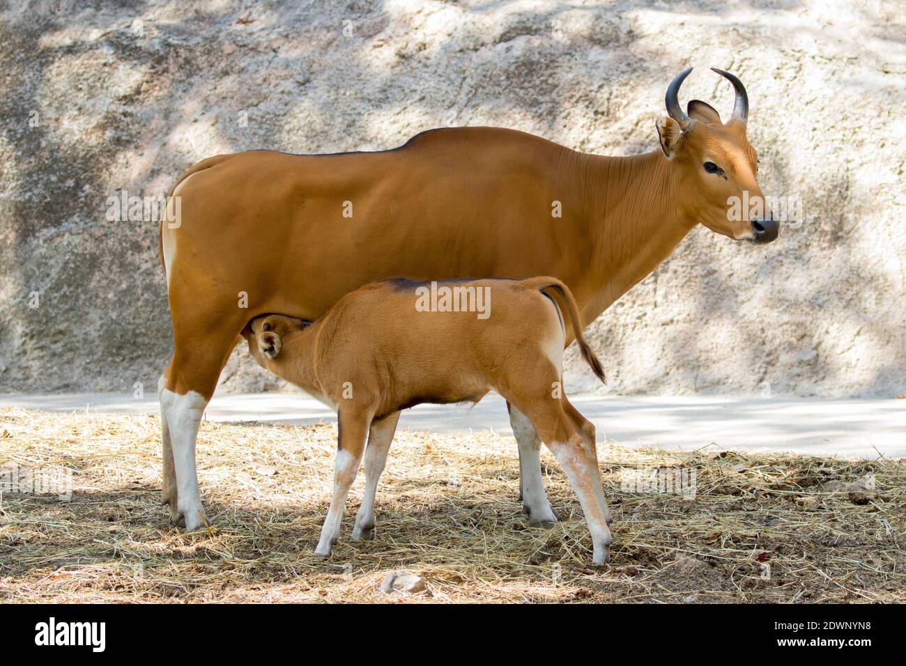 Image of a red bull female and red calf on nature background. wild ...