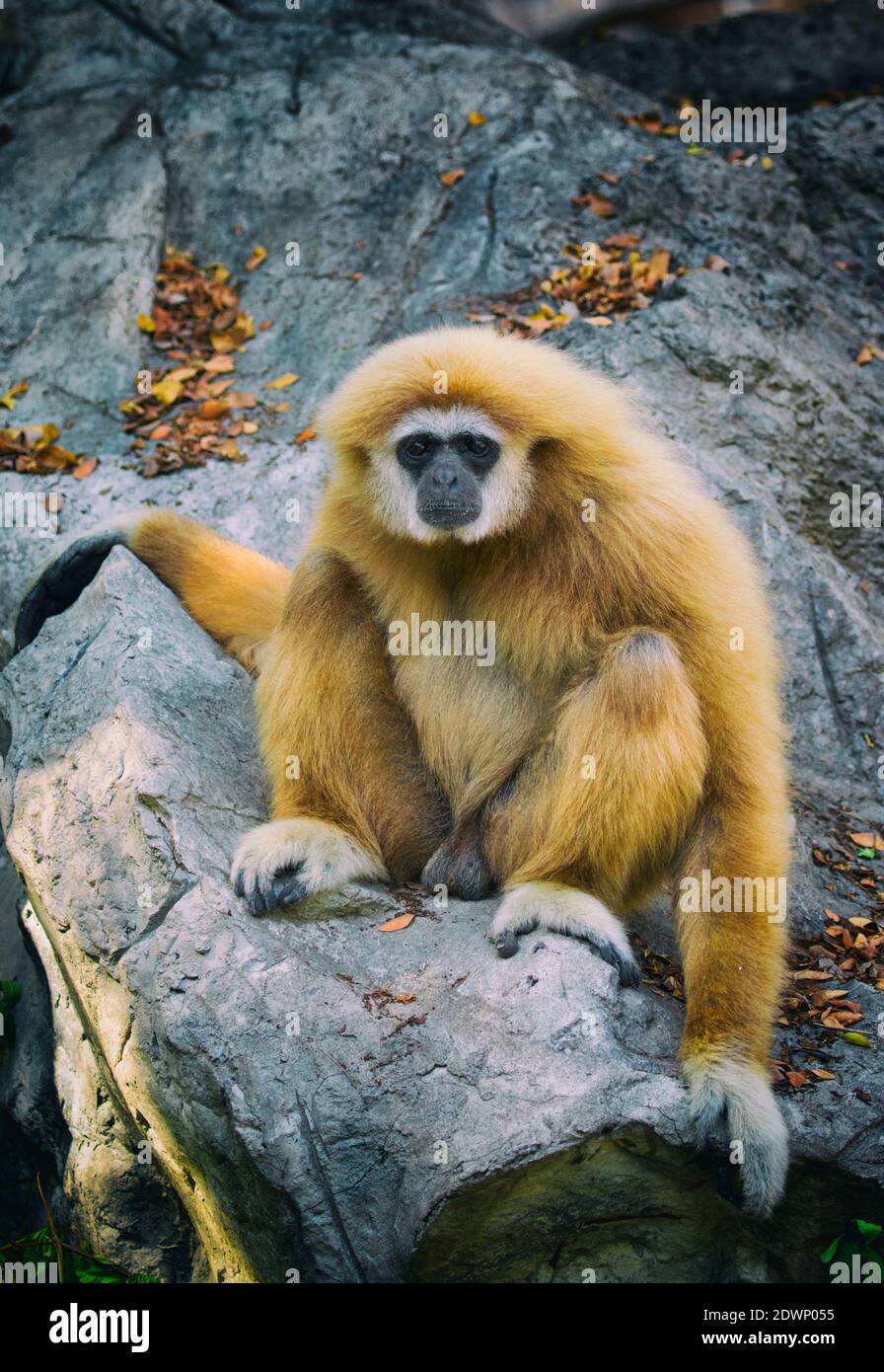 Image of a gibbon sitting on rocks. Wild Animals Stock Photo - Alamy