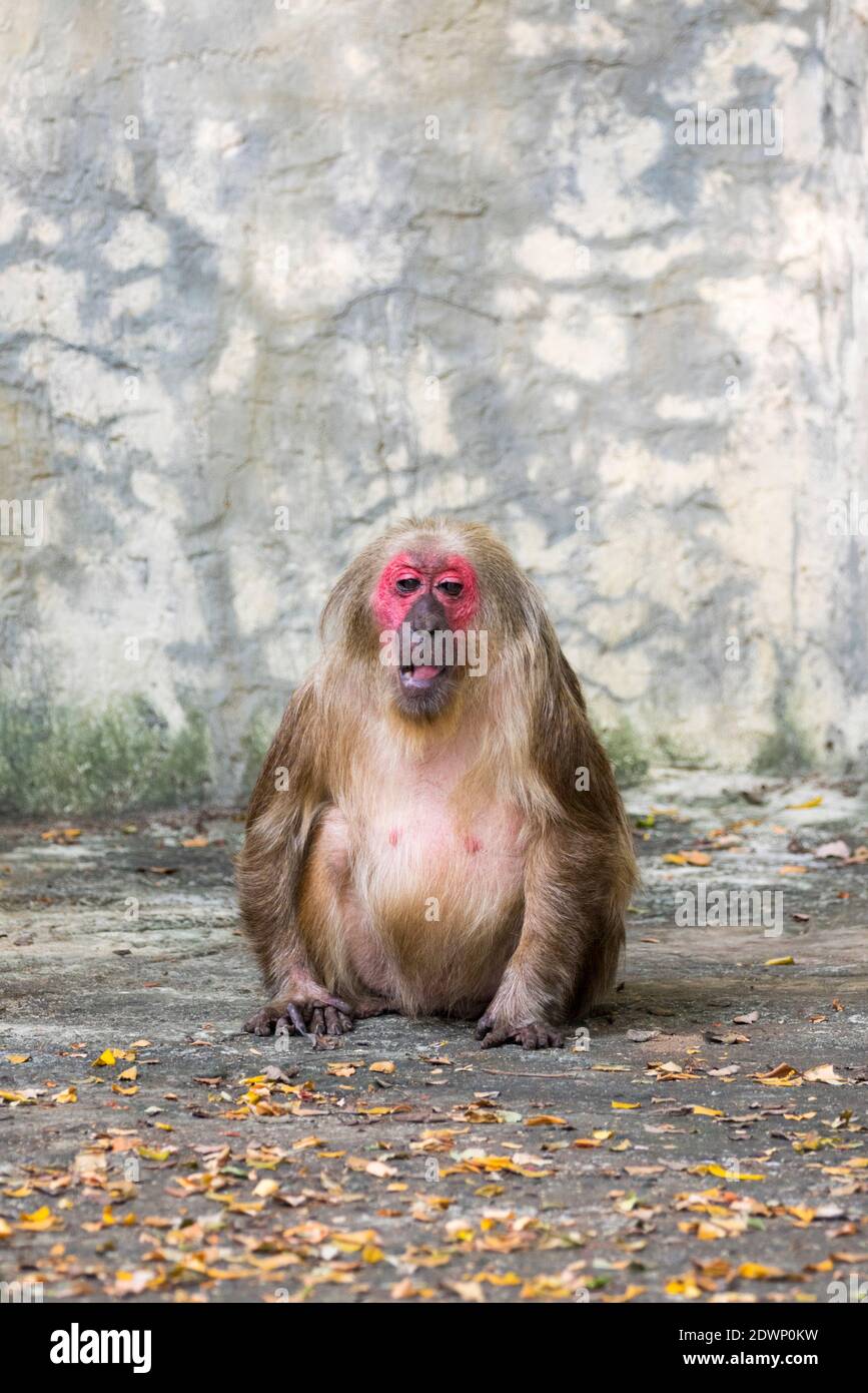 Image of a monkey on nature background. Wild Animals. (Stump-tailed ...