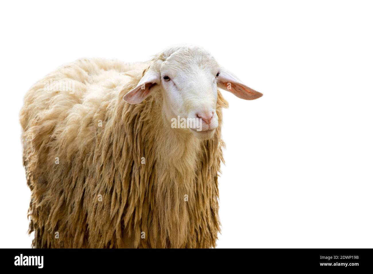 Sheep on white background hi-res stock photography and images - Alamy