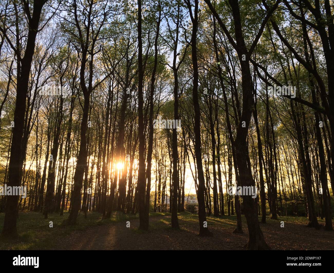 Sky through bamboo trees hi-res stock photography and images - Alamy