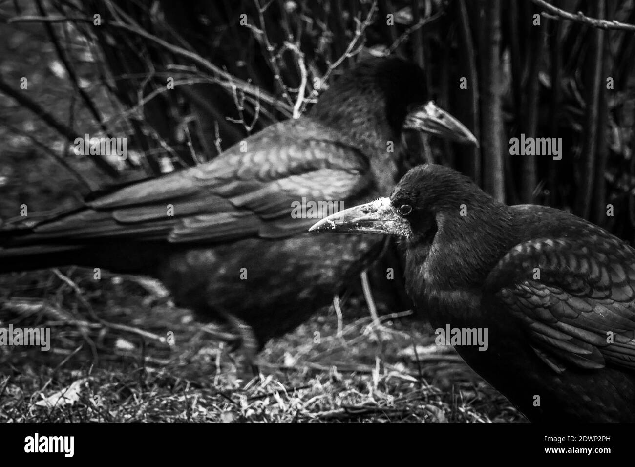 Vienna tree Black and White Stock Photos & Images - Alamy