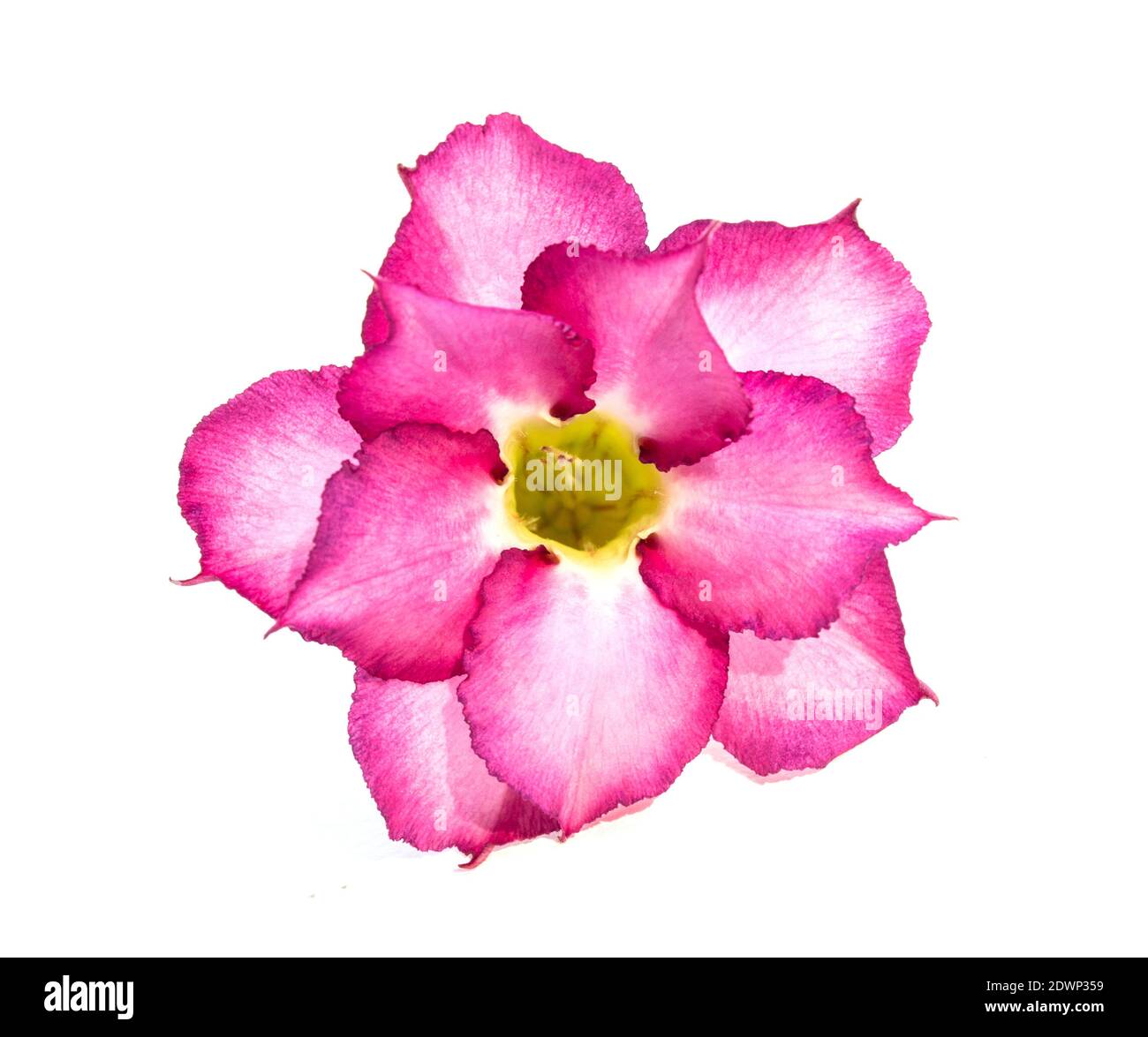 Single azalea flowers isolated on white background Stock Photo - Alamy