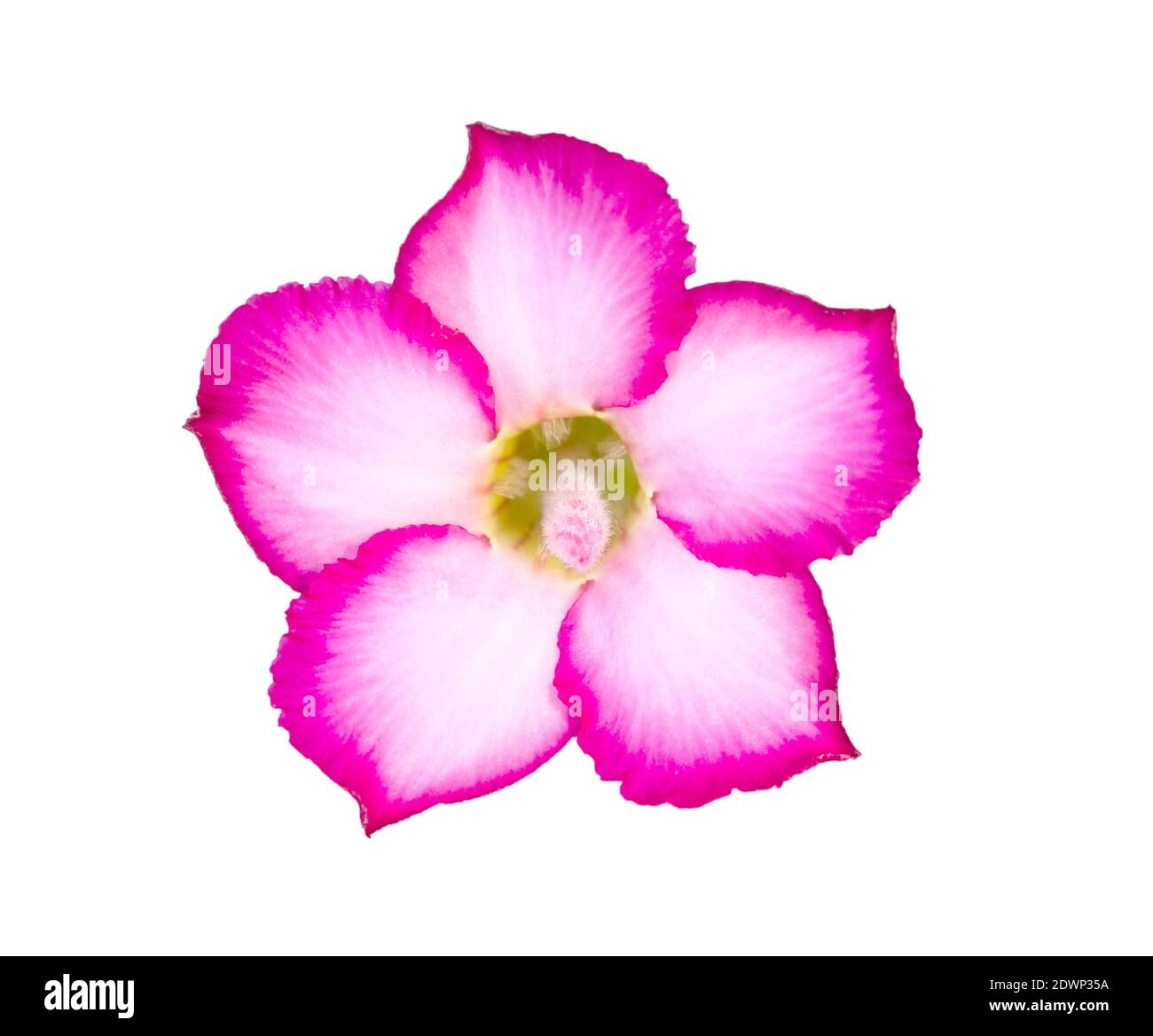 Single azalea flowers isolated on white background Stock Photo - Alamy