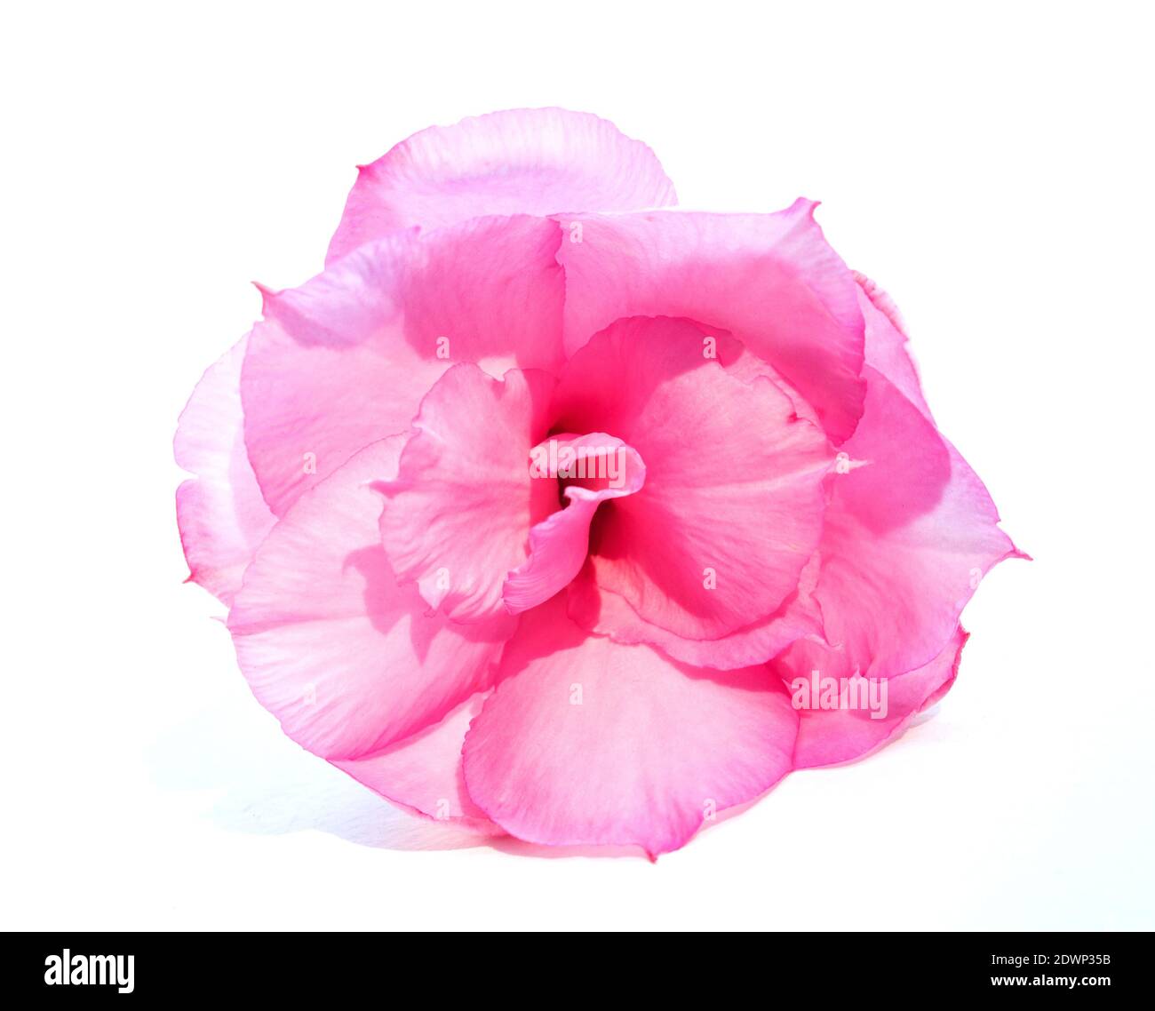 Single azalea flowers isolated on white background Stock Photo - Alamy