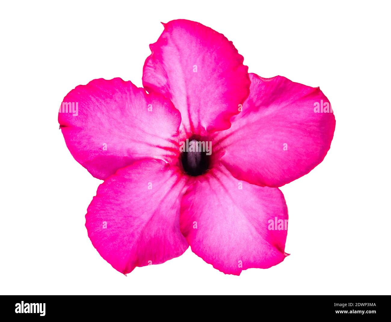Single azalea flowers isolated on white background Stock Photo - Alamy