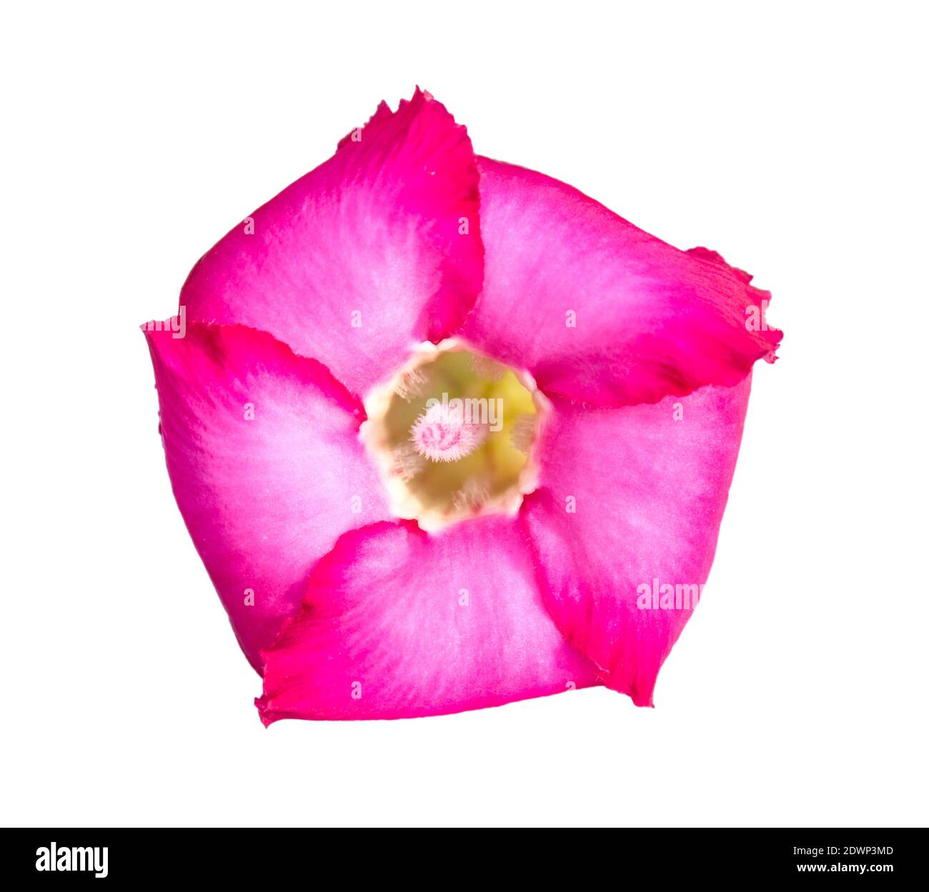 Single azalea flowers isolated on white background Stock Photo - Alamy