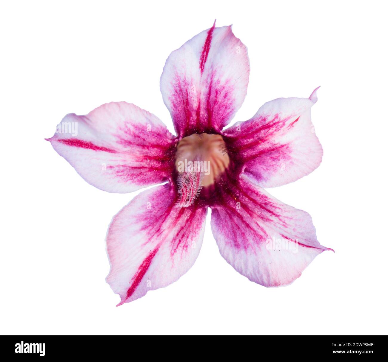 Single azalea flowers isolated on white background Stock Photo - Alamy