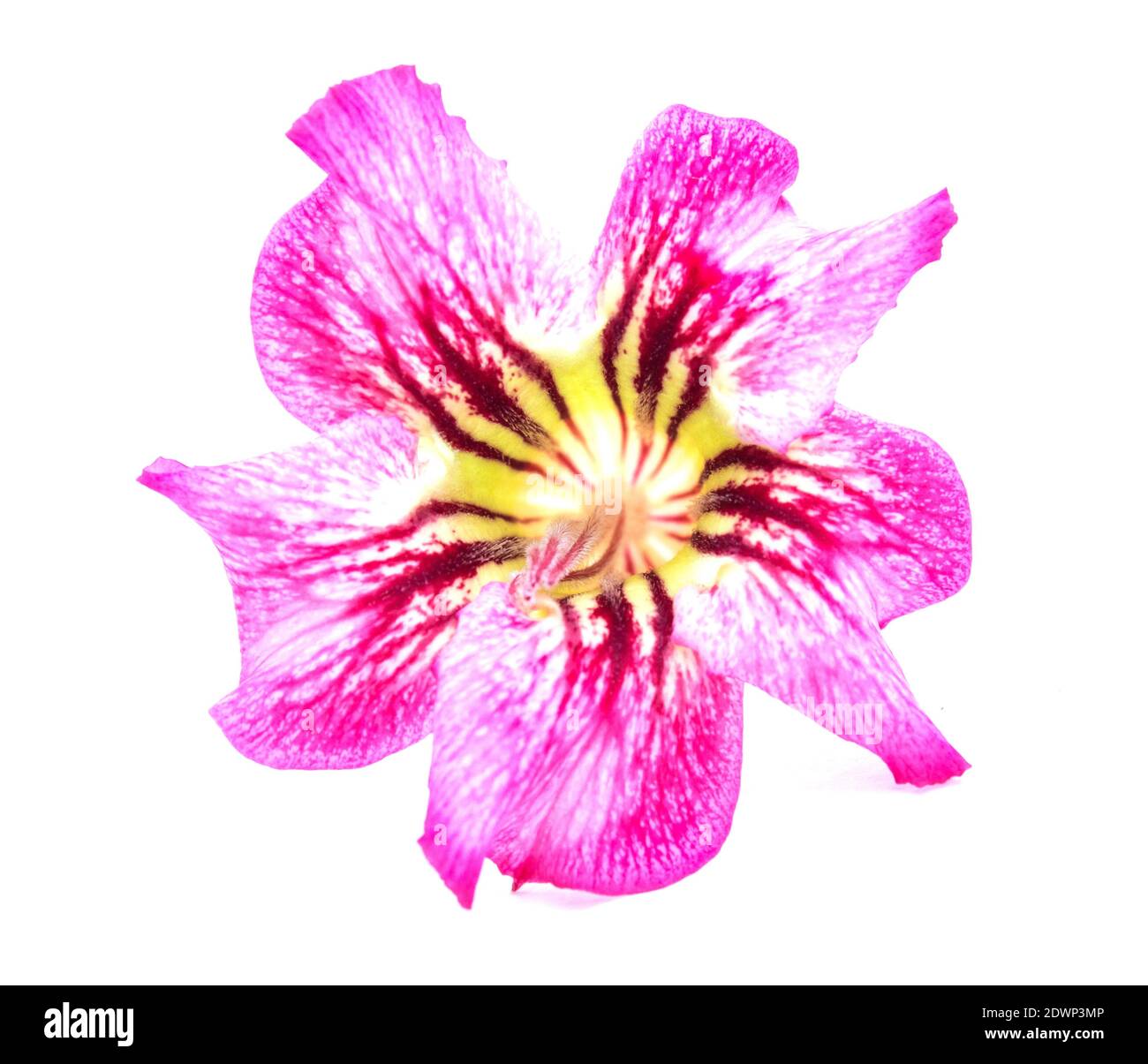 Single azalea flowers isolated on white background Stock Photo - Alamy