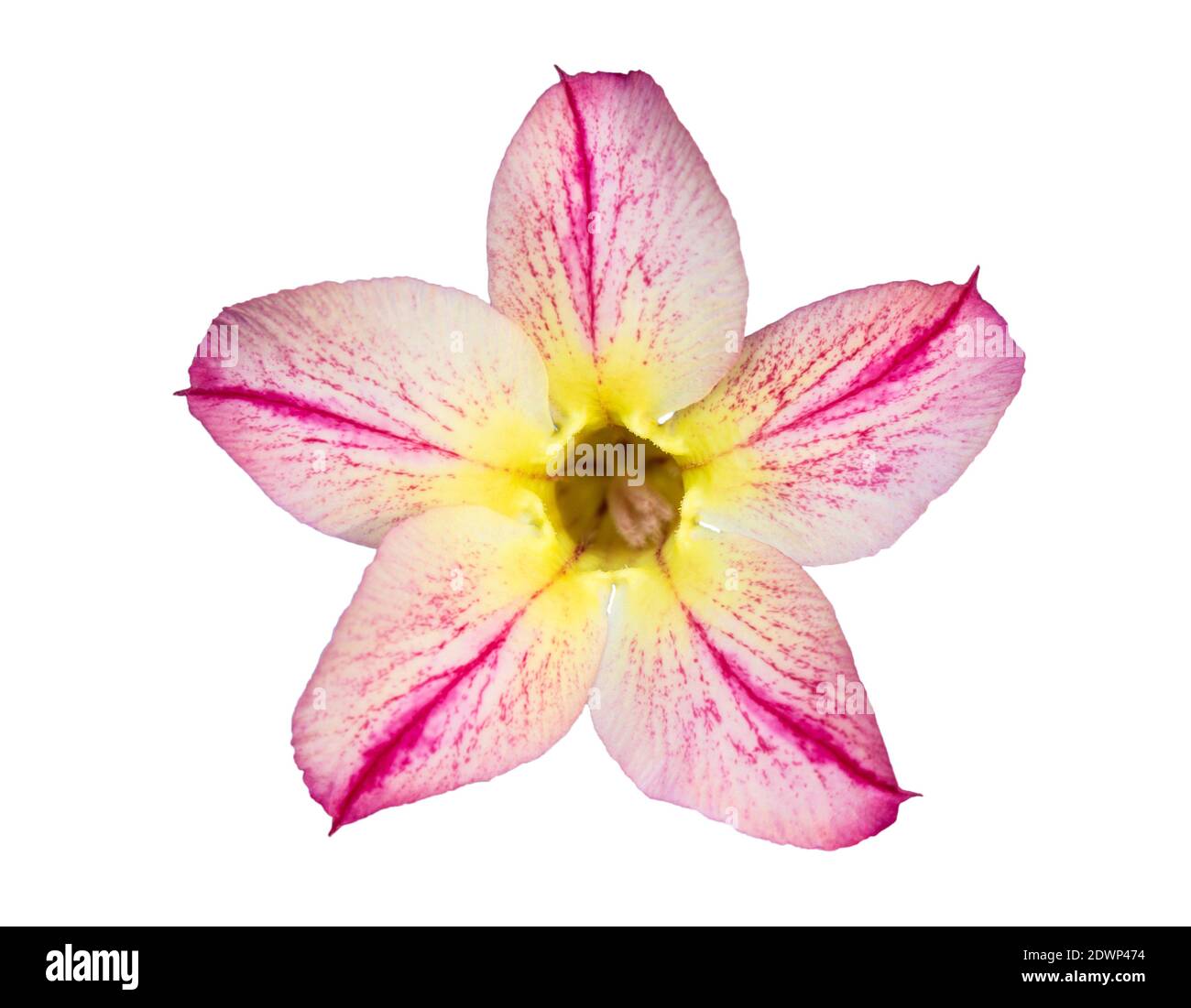 Single azalea flowers isolated on white background Stock Photo - Alamy