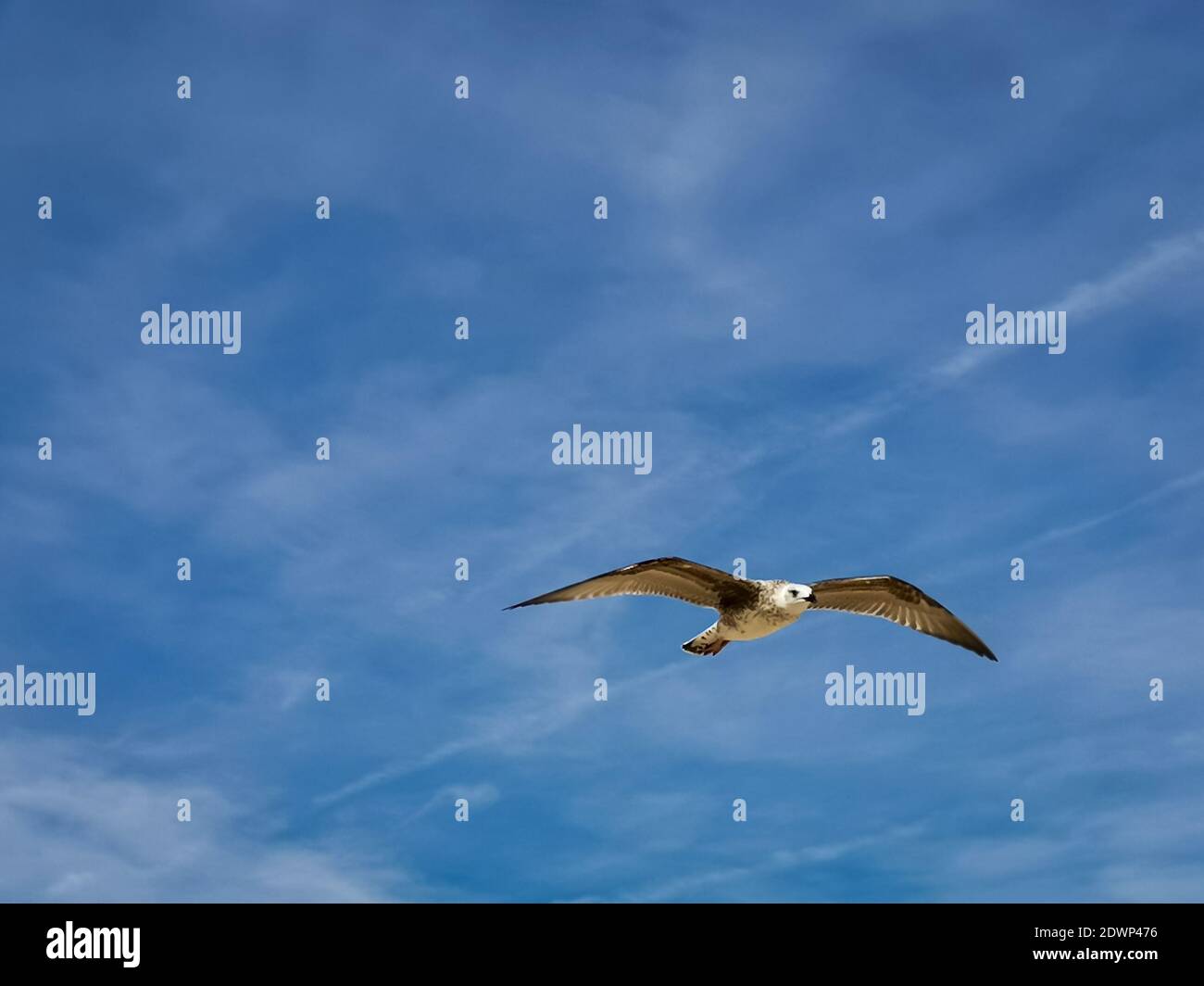 Beautiful seagull with open wing flying high hi-res stock photography ...