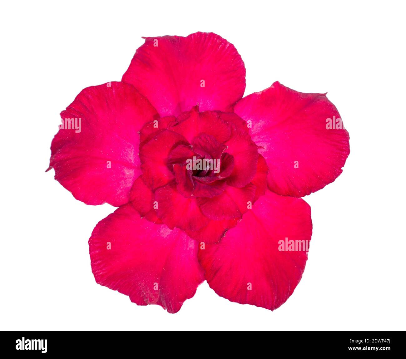 Single azalea flowers isolated on white background Stock Photo - Alamy