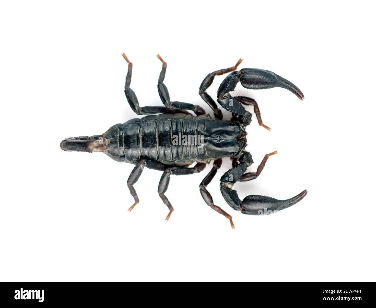 Image of scorpion on a white background Stock Photo - Alamy