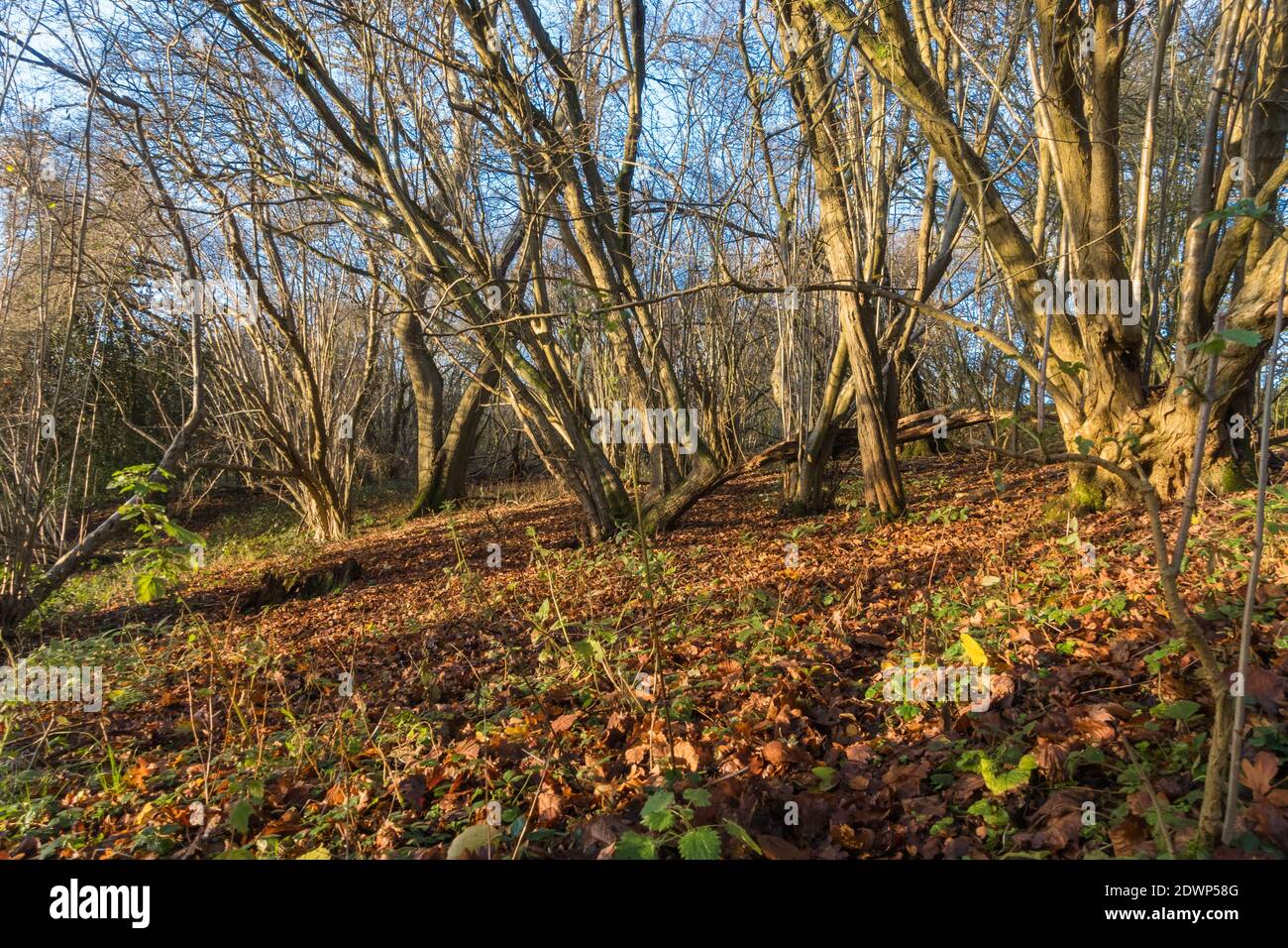 Hazel trees hi-res stock photography and images - Alamy