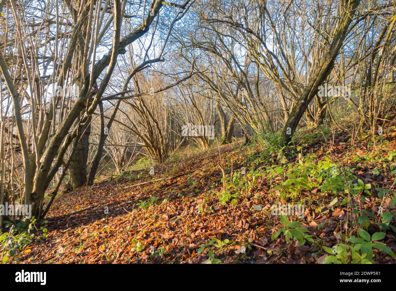 Coppiced hazel december hi-res stock photography and images - Alamy