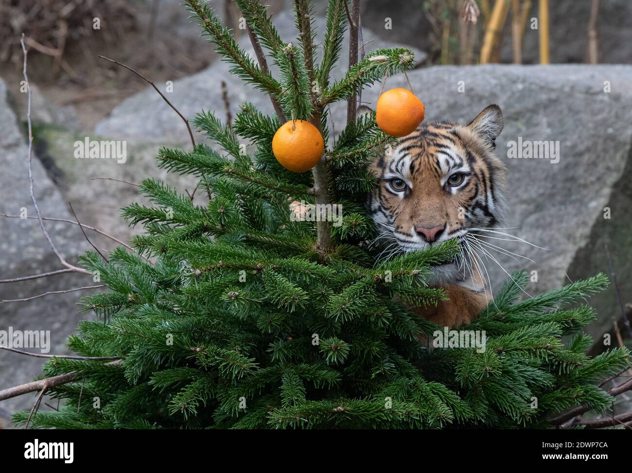 Tiger behind a tree hi-res stock photography and images - Alamy