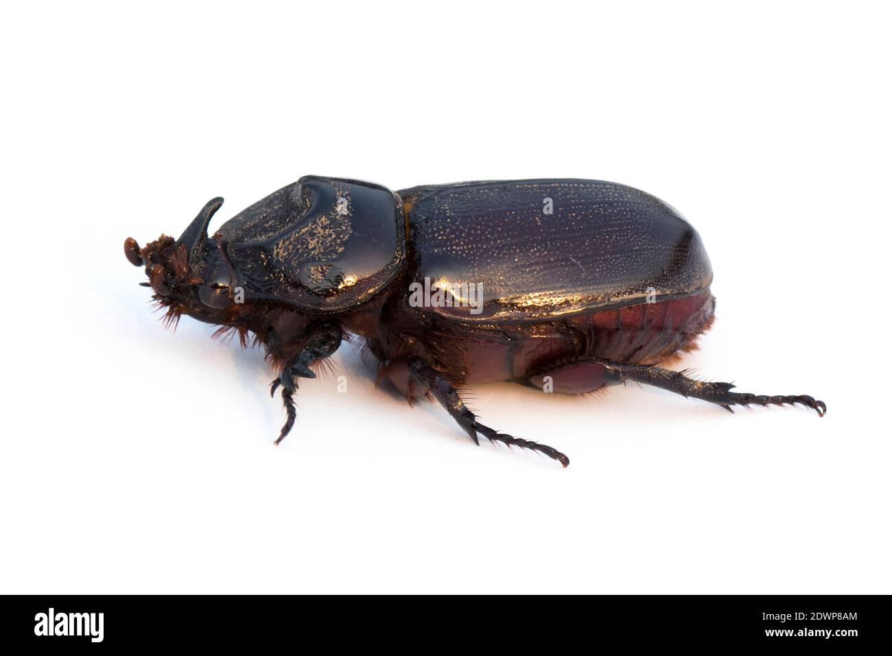 Indian beetle hi-res stock photography and images - Alamy