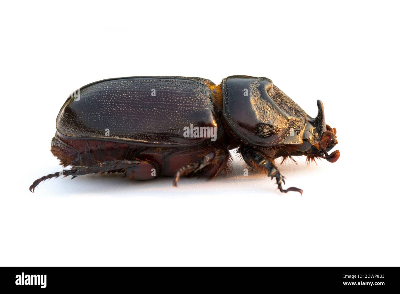Indian beetle hi-res stock photography and images - Alamy