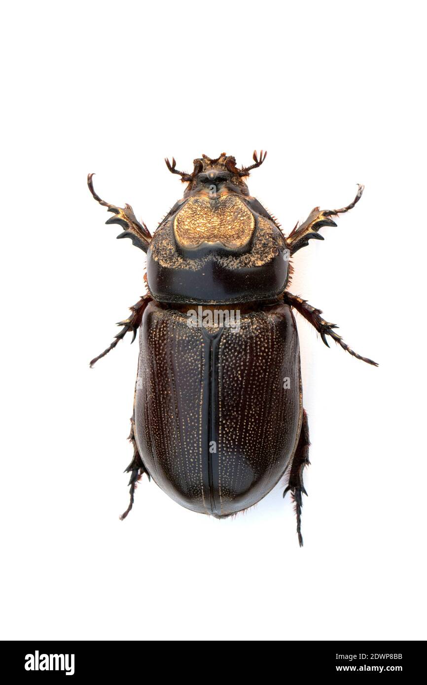 Coconut palm rhinoceros beetle hi-res stock photography and images - Alamy