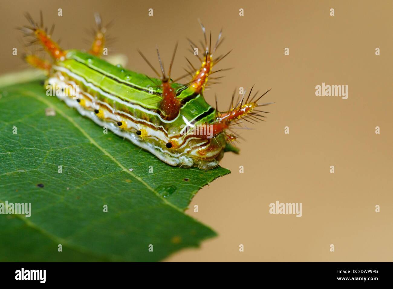 Image of Stinging Nettle Slug Caterpillar (Cup Moth, Limacodidae ...