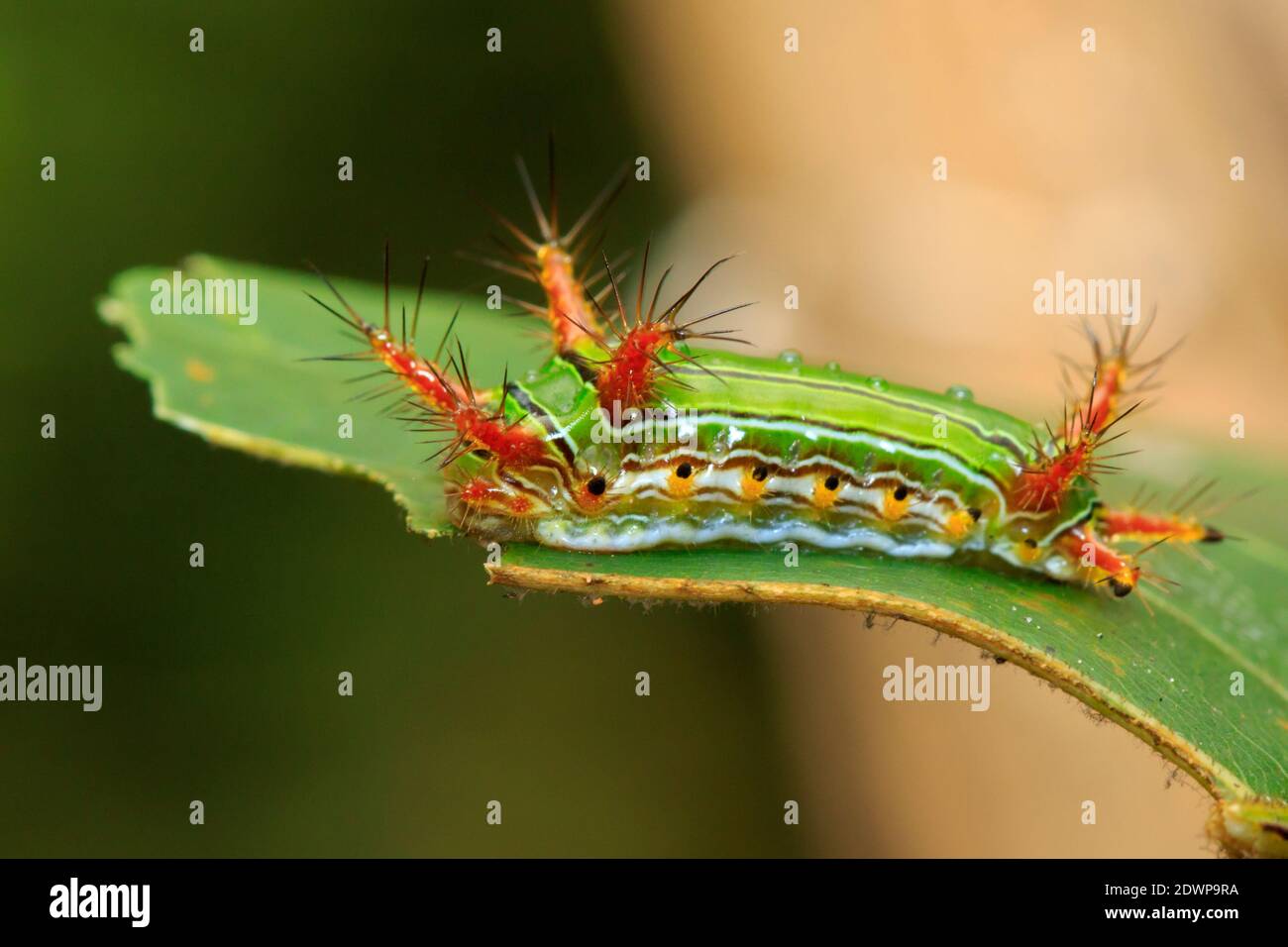 Image of Stinging Nettle Slug Caterpillar (Cup Moth, Limacodidae ...