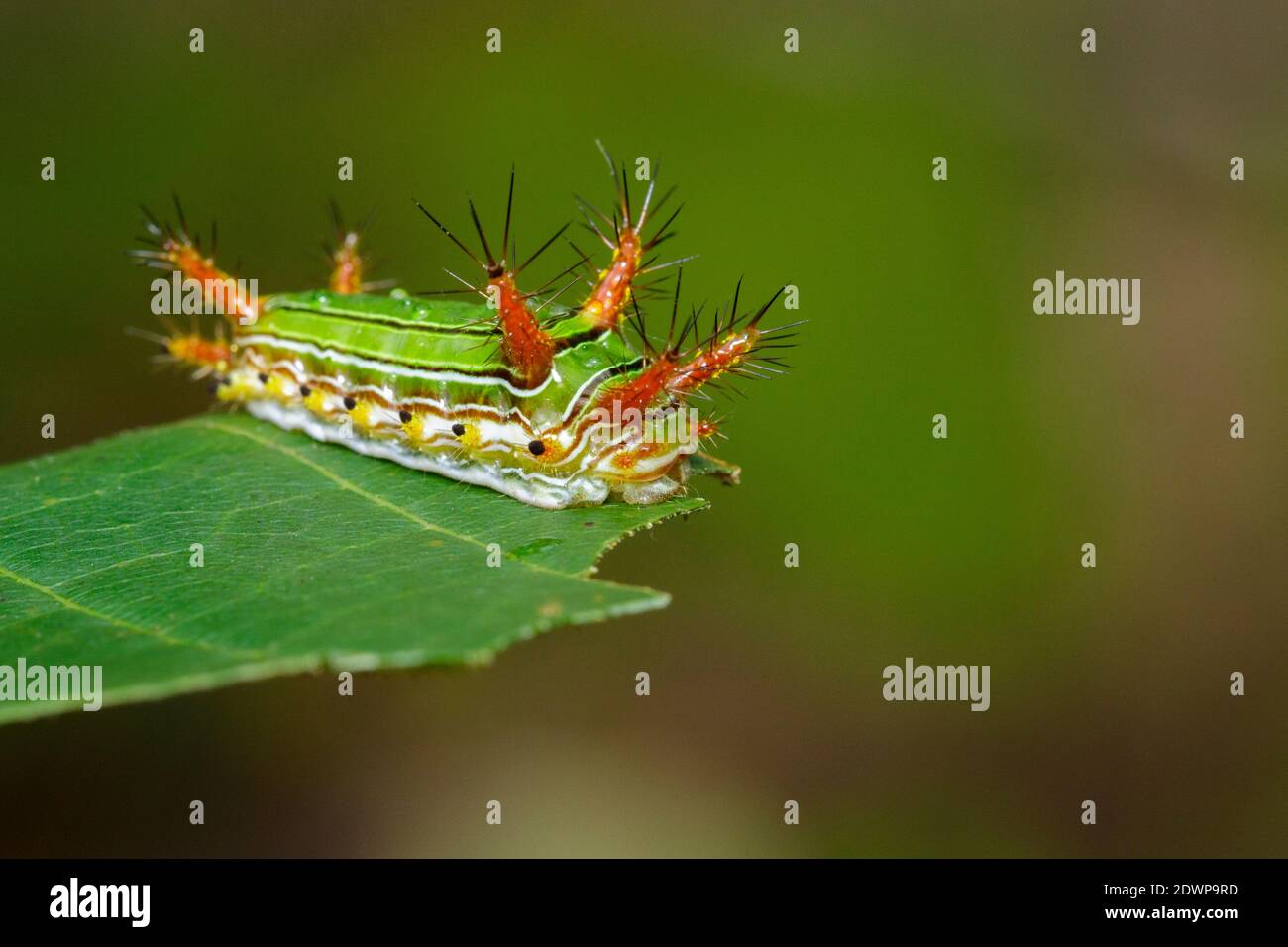 Image of Stinging Nettle Slug Caterpillar (Cup Moth, Limacodidae ...
