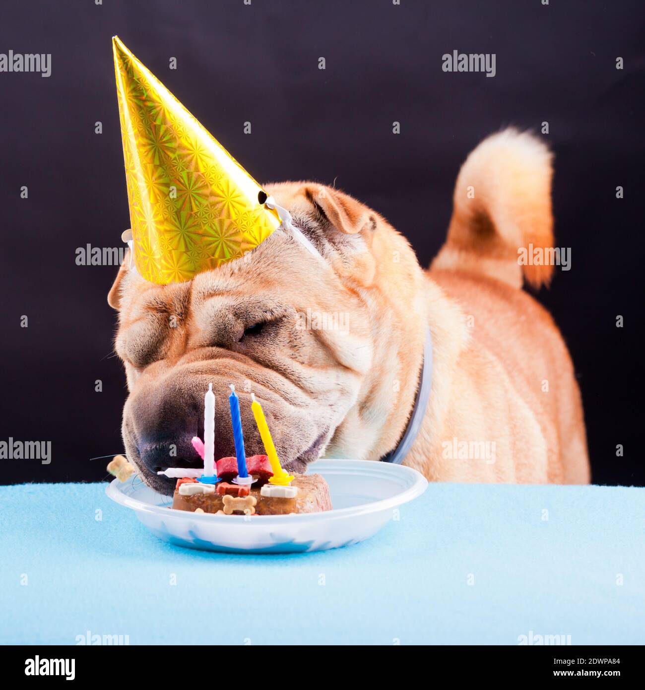 beautiful sharpei dog celebrating birthday Stock Photo - Alamy