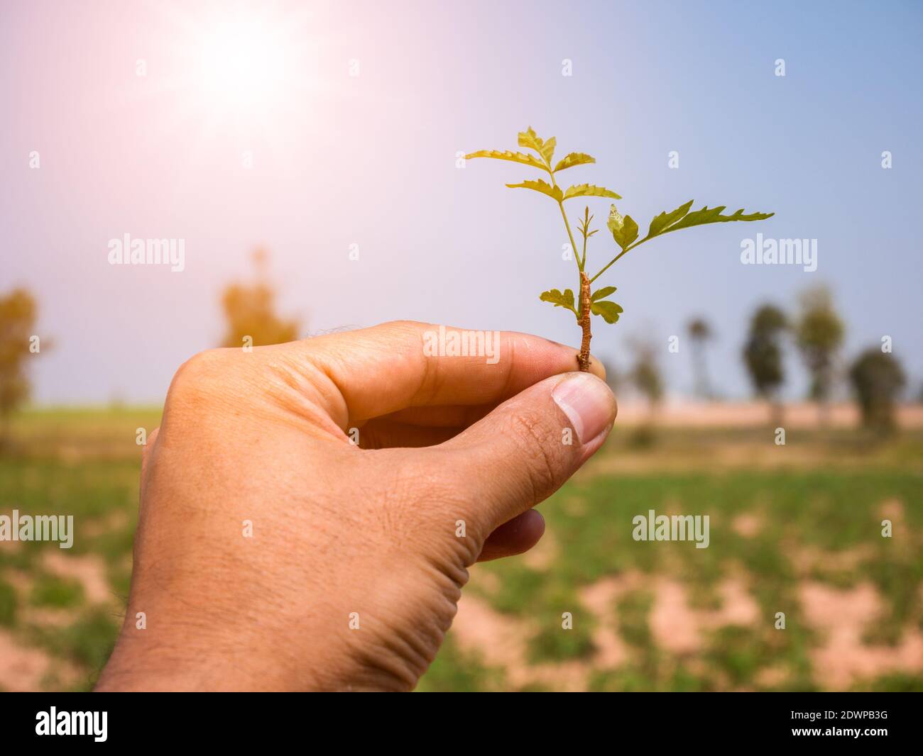 Young plant in hand hi-res stock photography and images - Alamy