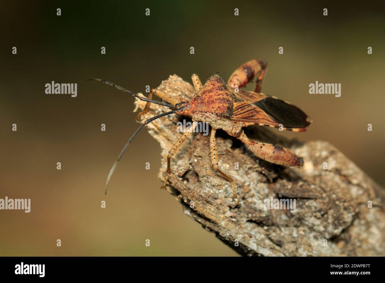 Image of Groundnut Bug, Acanthocoris sordidus (Coreidae) on dry ...