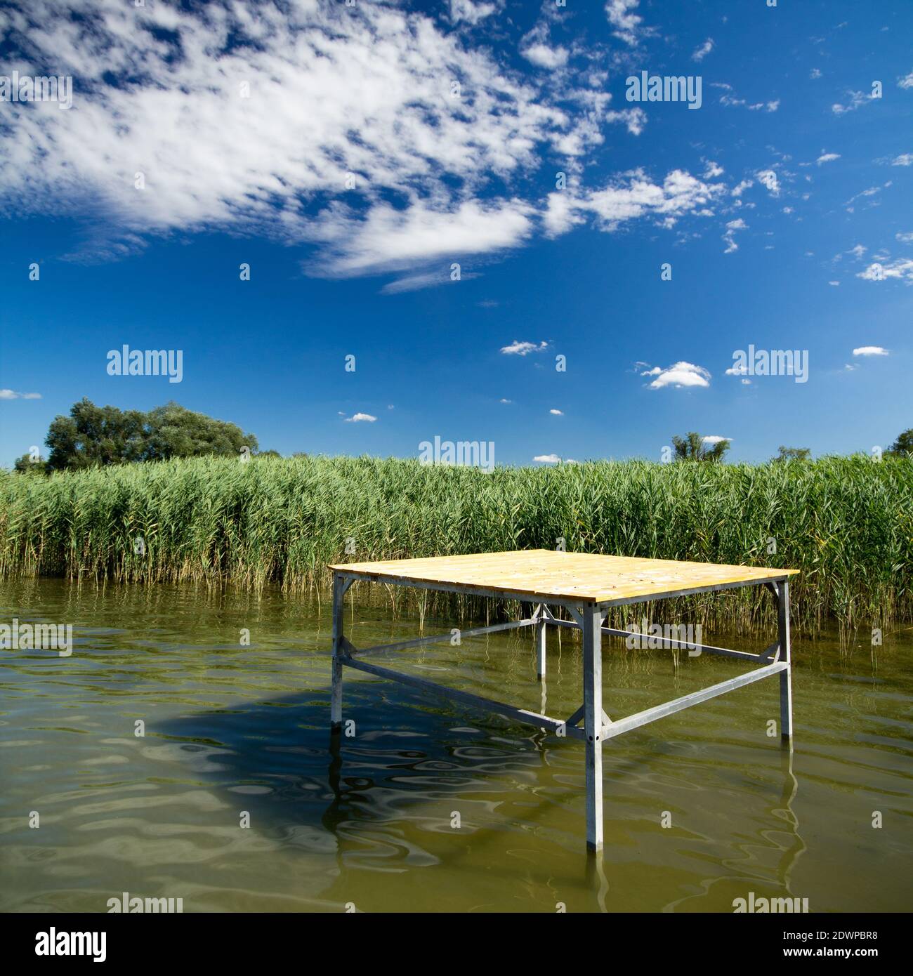 Beautiful reed in lake Balaton Stock Photo - Alamy