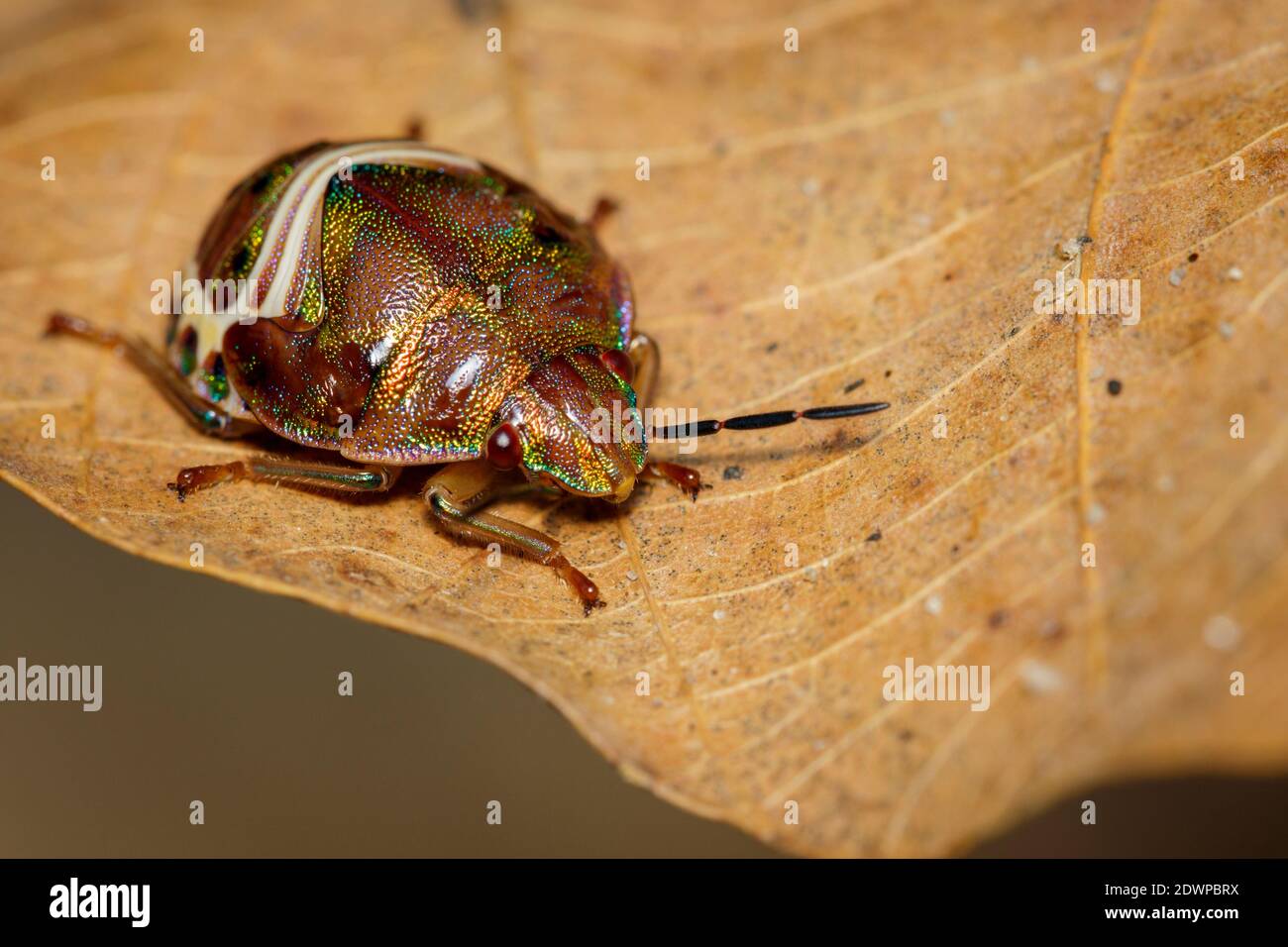 Image of beetle ladybird (Hippodamia variegata) on a brown leaf. Insect ...