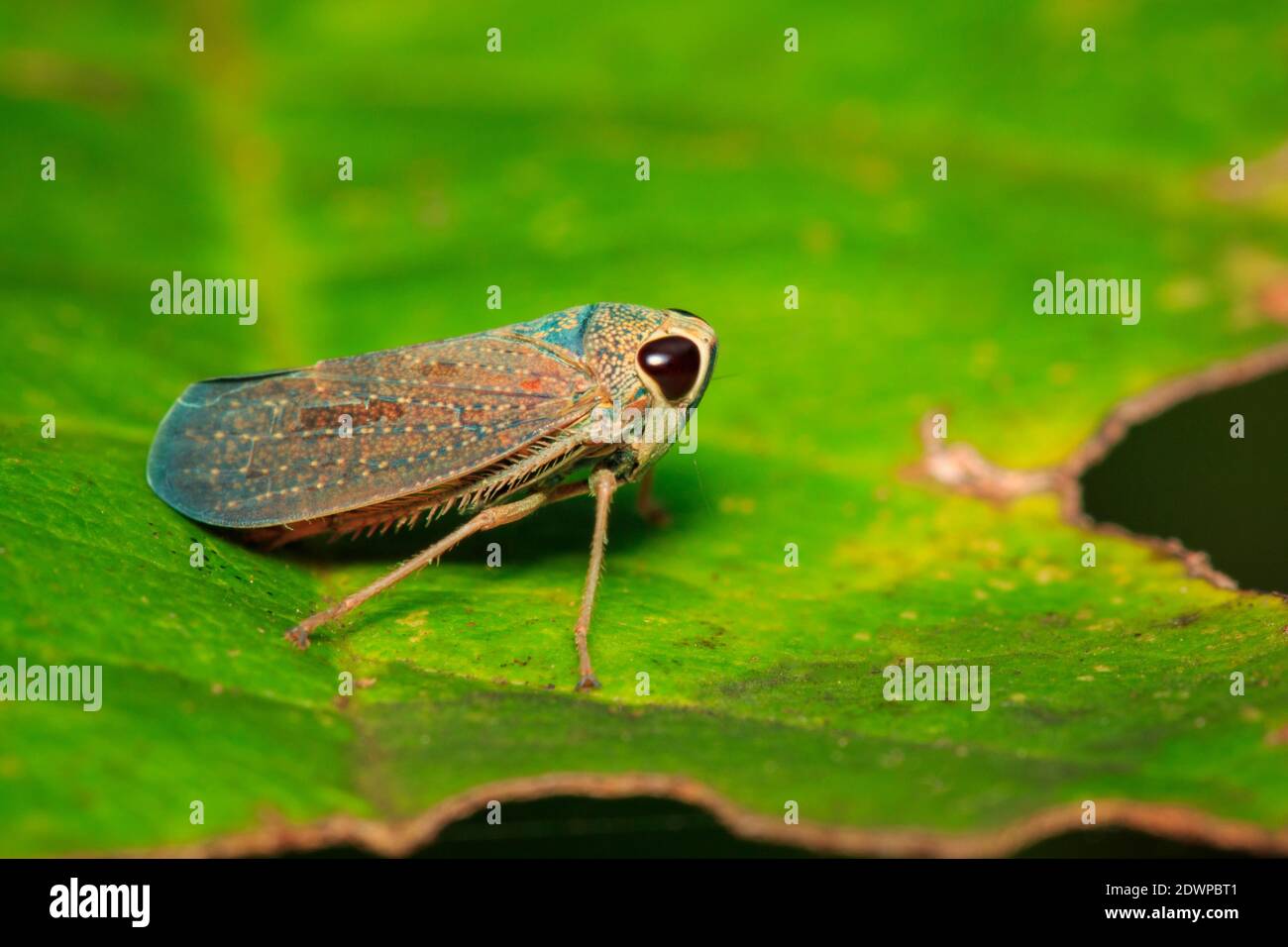Image of a green leafhopper (Cicadella viridis) on green leaves. Insect ...
