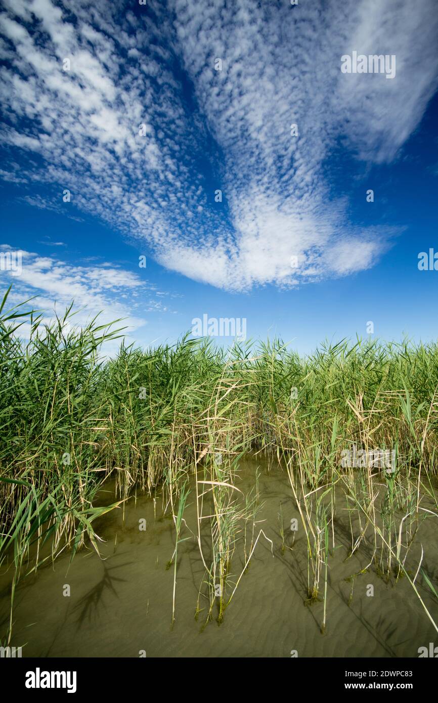 Beautiful reed in lake Balaton Stock Photo - Alamy