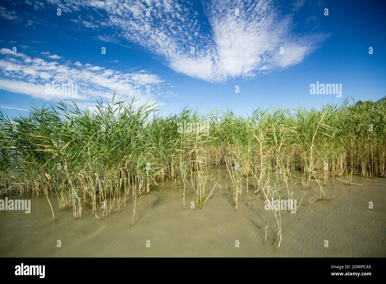 Beautiful reed in lake Balaton Stock Photo - Alamy