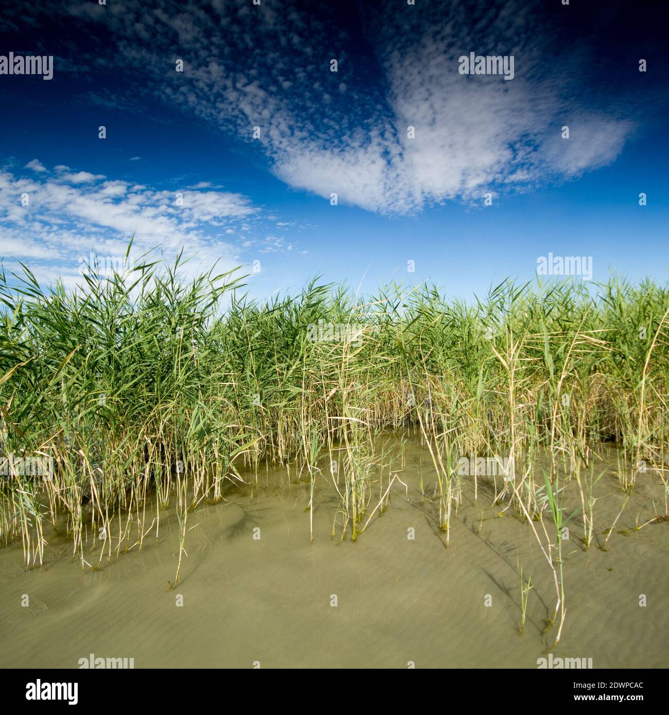 Beautiful reed in lake Balaton Stock Photo - Alamy
