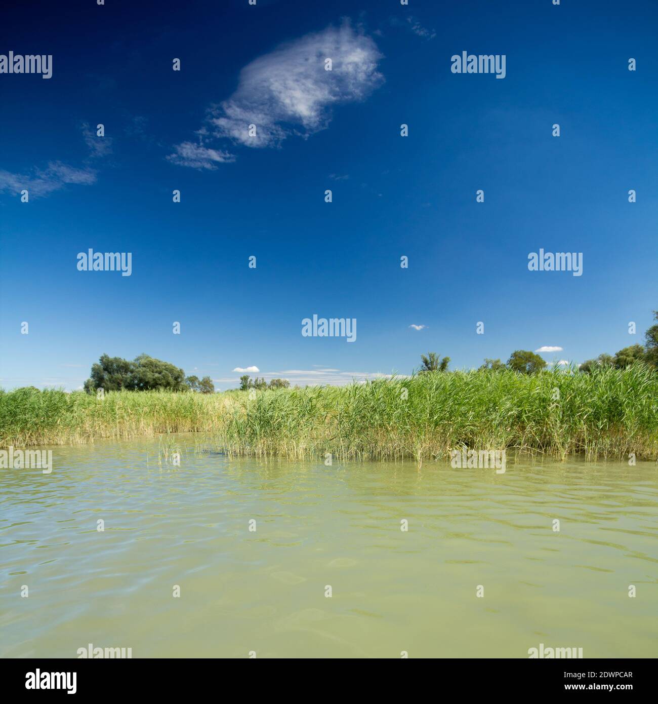 Beautiful reed in lake Balaton Stock Photo - Alamy