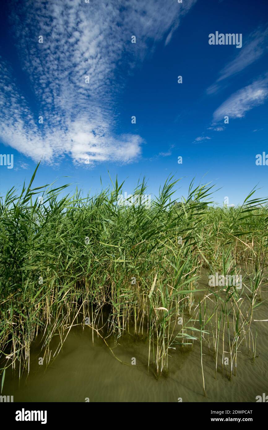 Beautiful reed in lake Balaton Stock Photo - Alamy