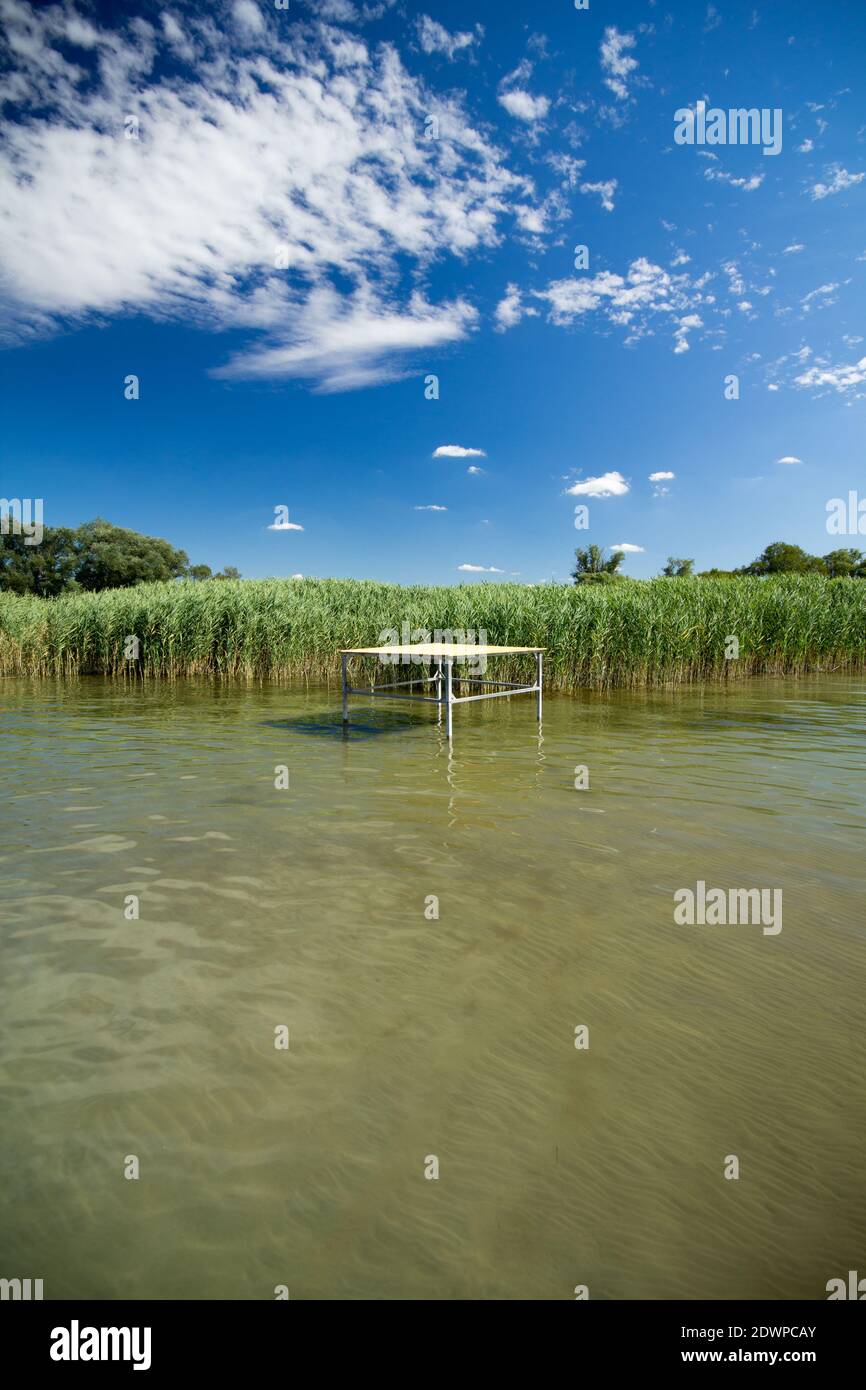 Beautiful reed in lake Balaton Stock Photo - Alamy