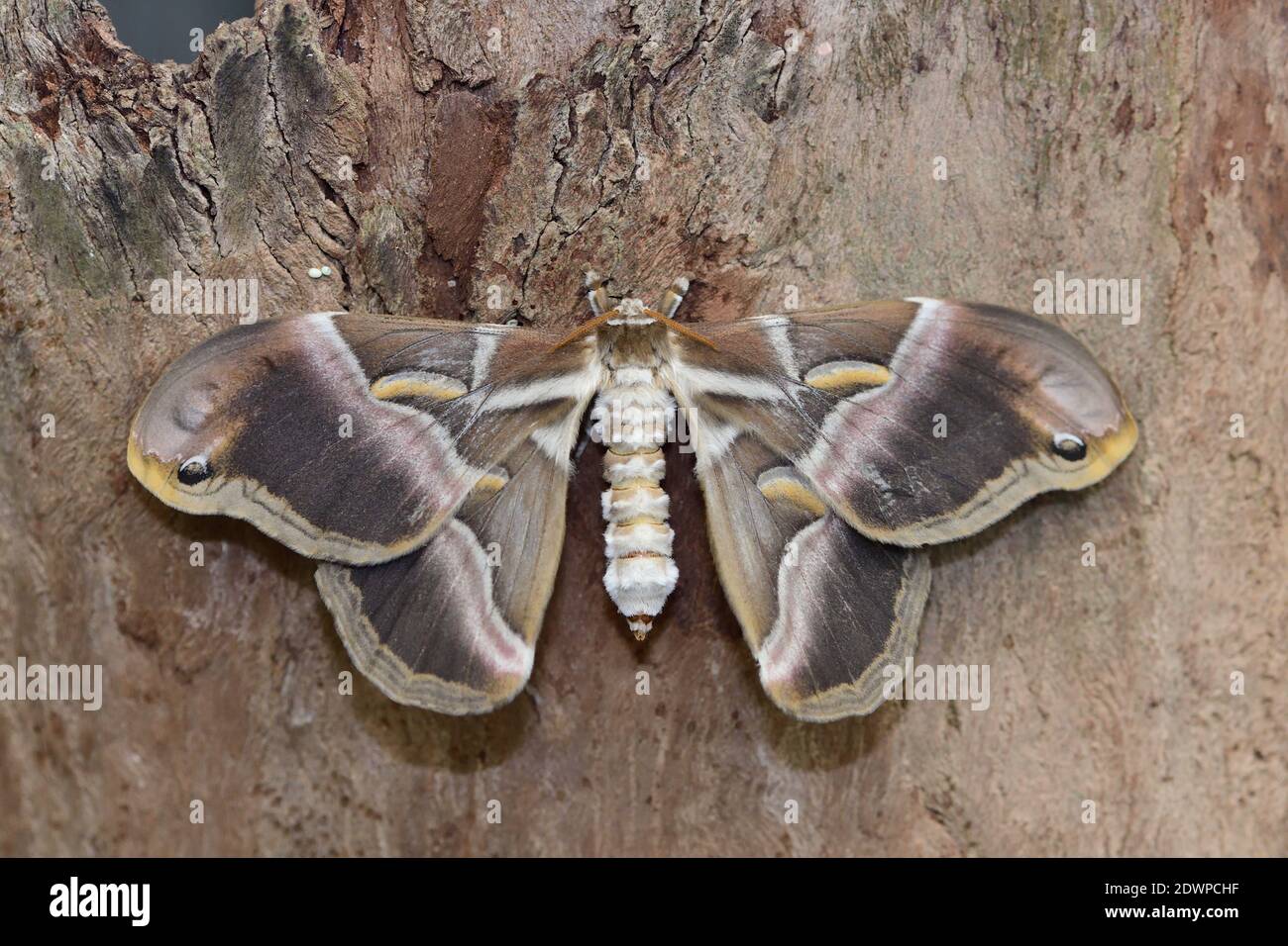 Wild silk moth hi-res stock photography and images - Alamy