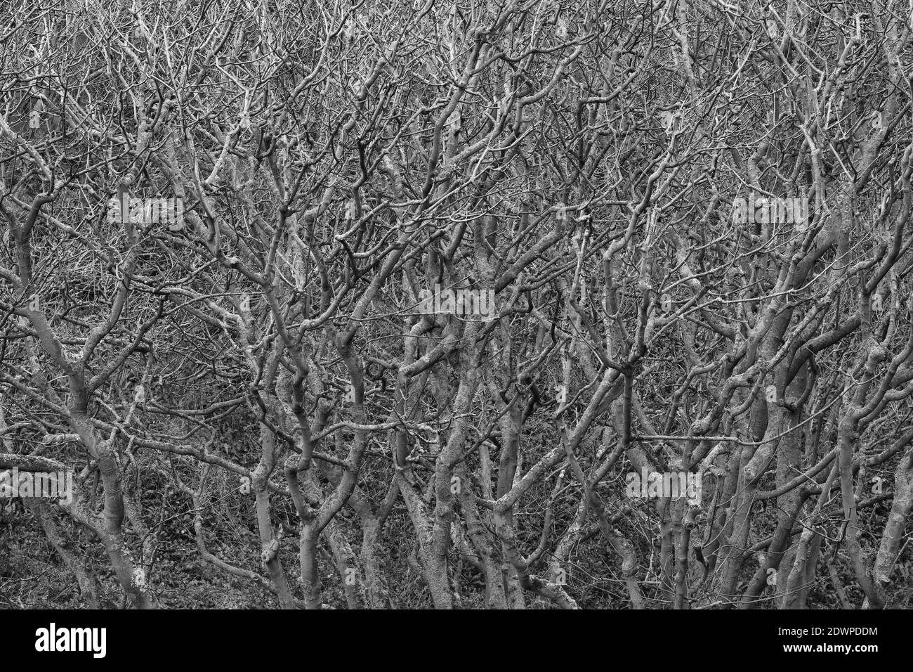 Woodland texture hi-res stock photography and images - Alamy