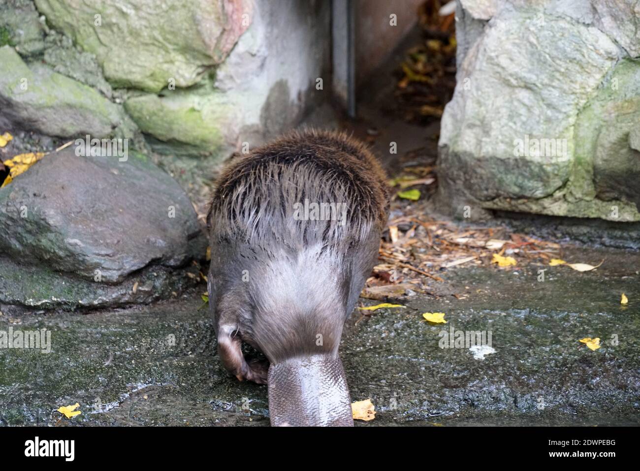 Mustelids hi-res stock photography and images - Alamy