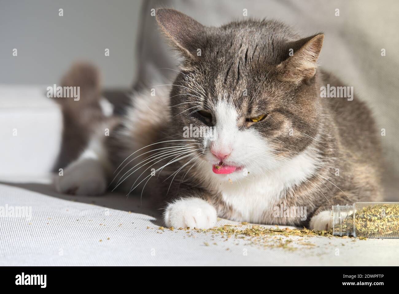 Funny tabby cat enjoying dried catnip or catmint. Herbs for cats Stock ...