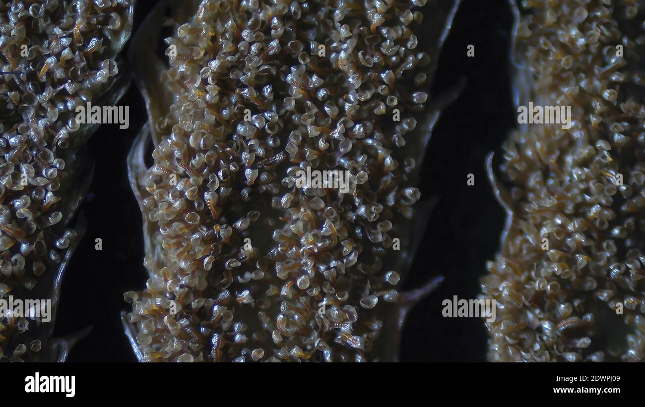 Fern spores microscope hi-res stock photography and images - Alamy